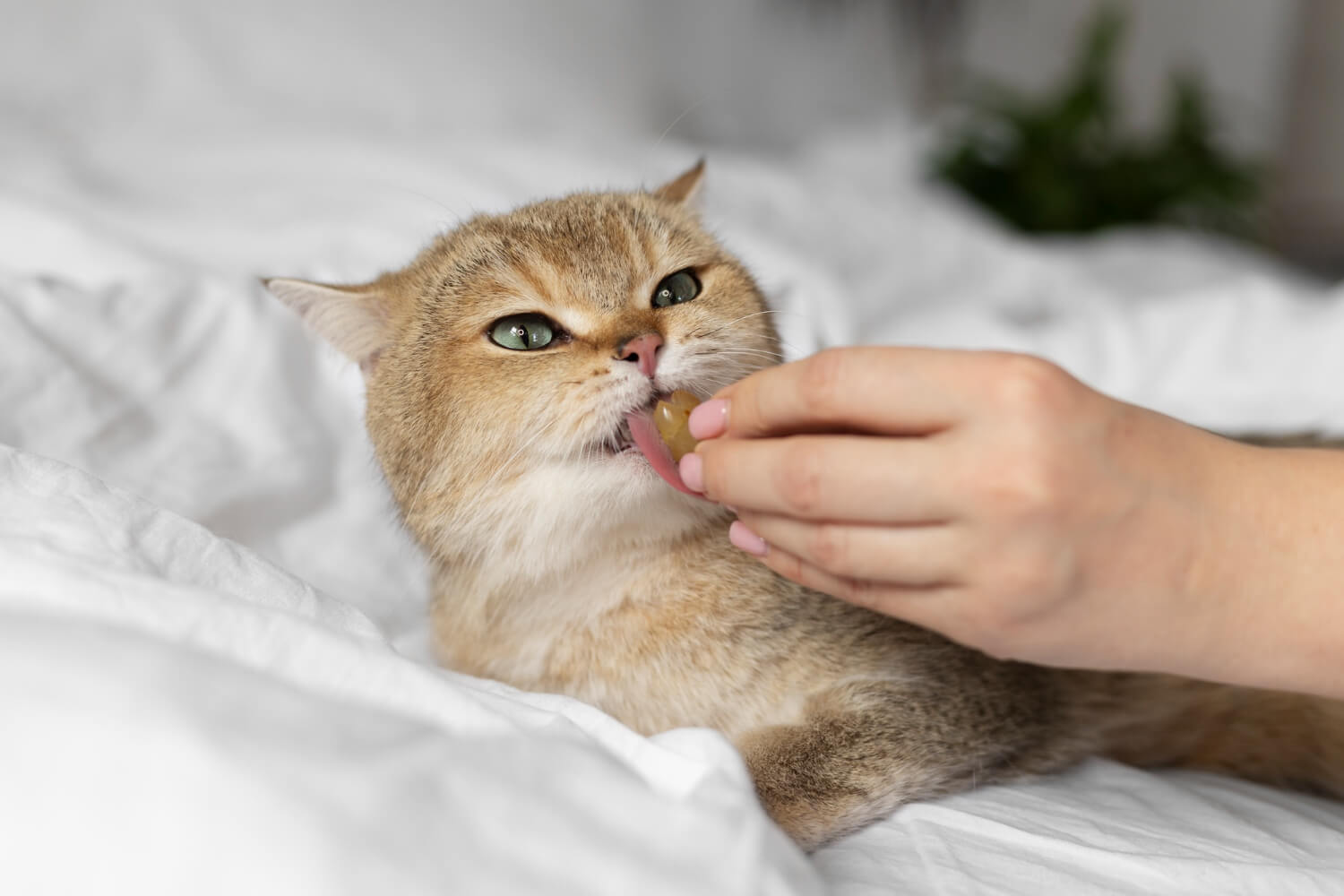 Dermatite Alérgica Em Gatos: Tratamentos Eficazes E Prevenção