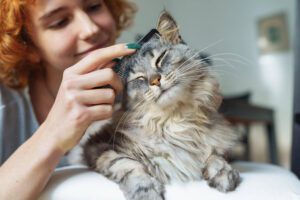 Dermatite Alérgica Em Gatos: Tratamentos Eficazes E Prevenção