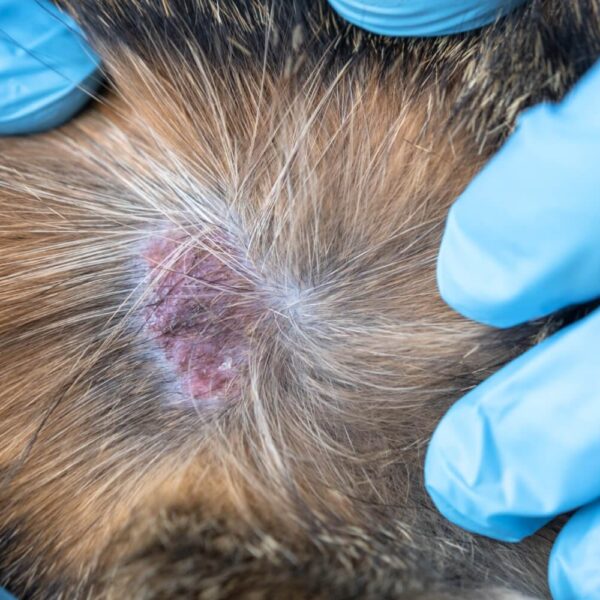 Dermatite Alérgica Em Gatos: Tratamentos Eficazes E Prevenção