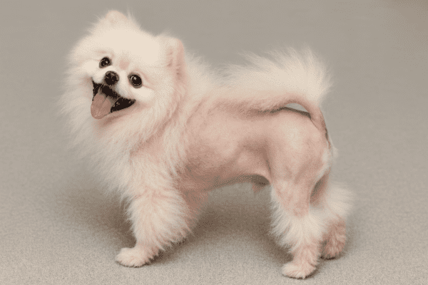 Tratamentos Mais Eficientes Para Cães Com Alopecia X - PETDERMA ...