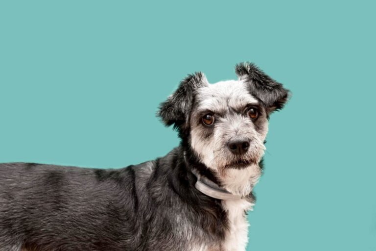 Piodermite Canina: Entenda As Causas, O Diagnóstico E O Tratamento ...