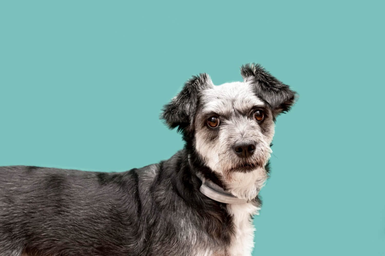 Piodermite Canina: Entenda As Causas, O Diagnóstico E O Tratamento ...